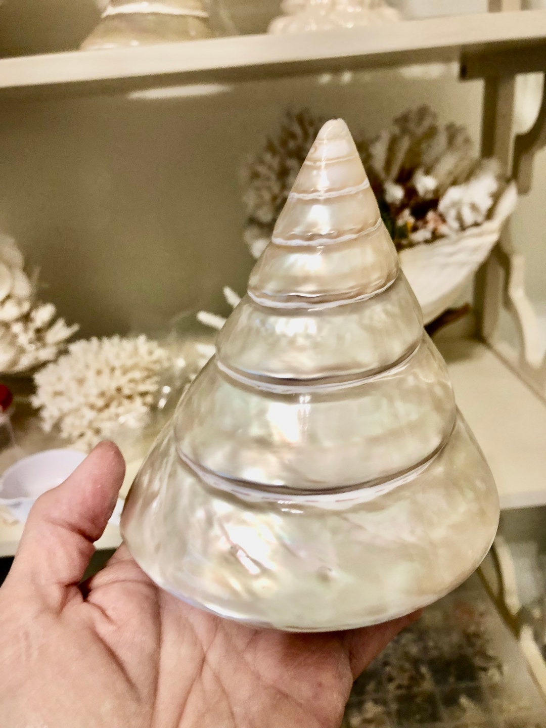 Pearled Trochus Niloticus Top Shell. for Collectors, Gift, Wedding ...