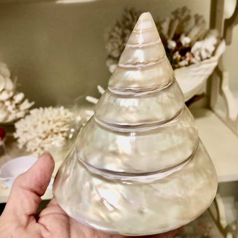 Trochus Shell - Etsy
