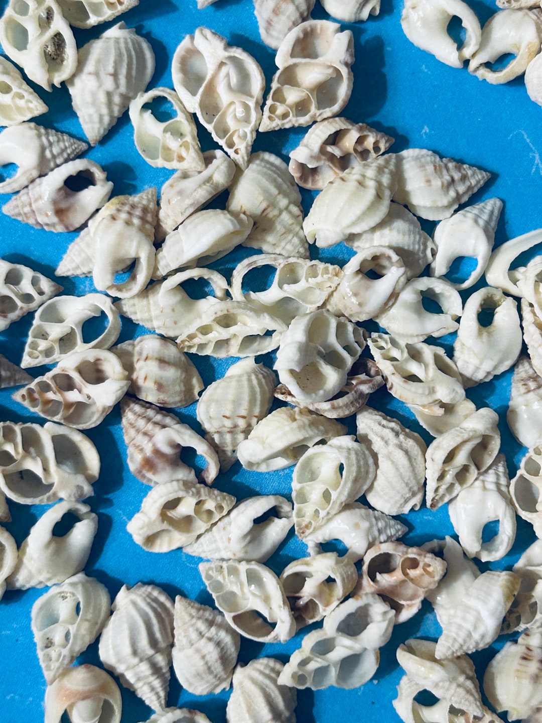 Vintage Half Cut Nassa Seashells for Crafts, Home Decor, Seashell ...