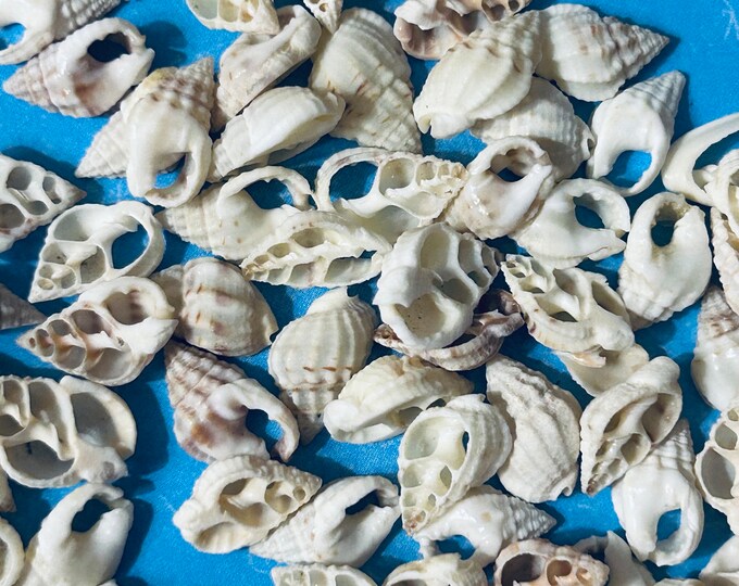 FREE SHIPPING, Vintage Pastel Coquina Shells for Sailors Valentines ...