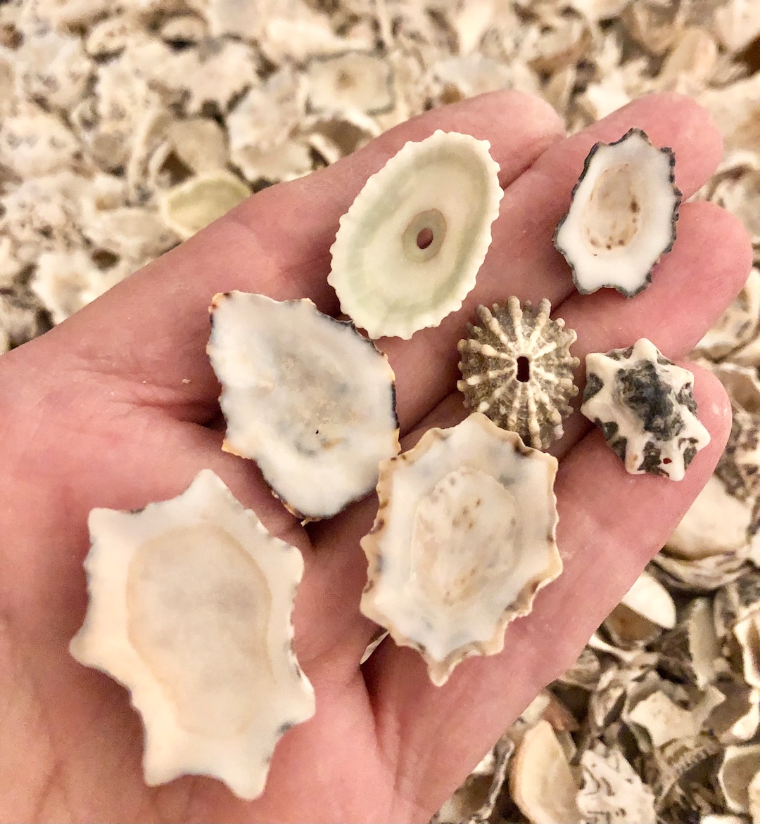 Vintage Star Limpets--for Shell Art, Artists, Coastal Decor, Sailors ...