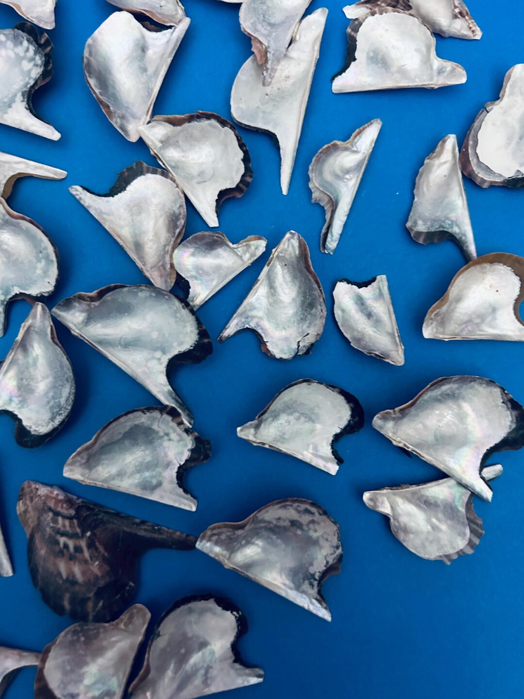 Small Vintage Winged Oyster for Crafts, Shell Art, Sailors Valentines ...