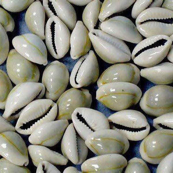 Cowrie - Etsy