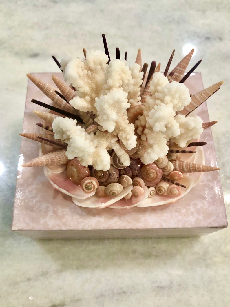 FREE SHIPPING Rose Tellin Sea Shells for Crafts Beach Decor - Etsy