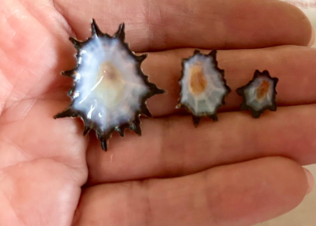 NOW MORE SHELLS. Rare Small Patella Longicosta Limpets for Sailors ...