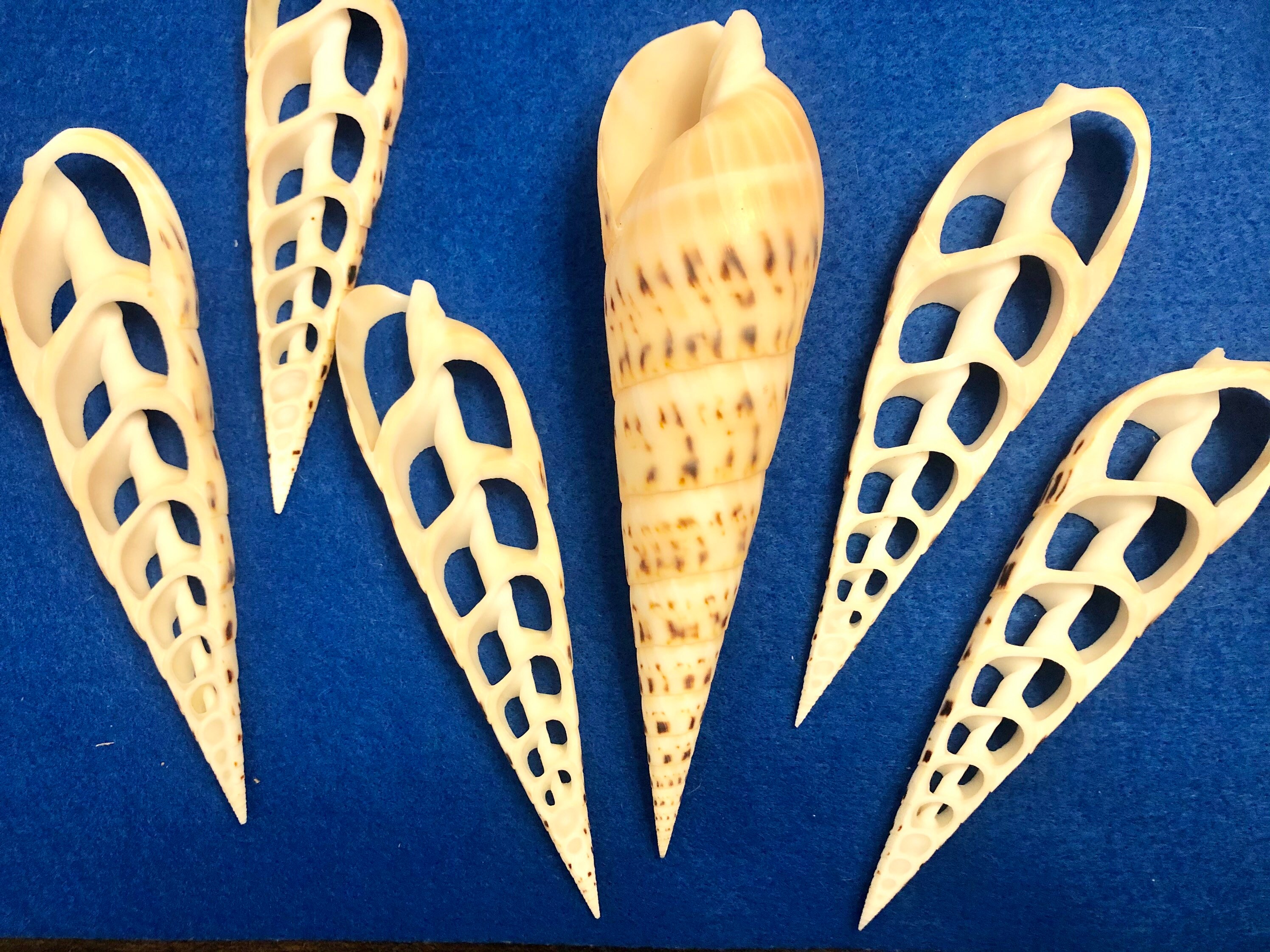 Sliced Center Cut Marlin Spike Shells for Crafts Shell Art - Etsy