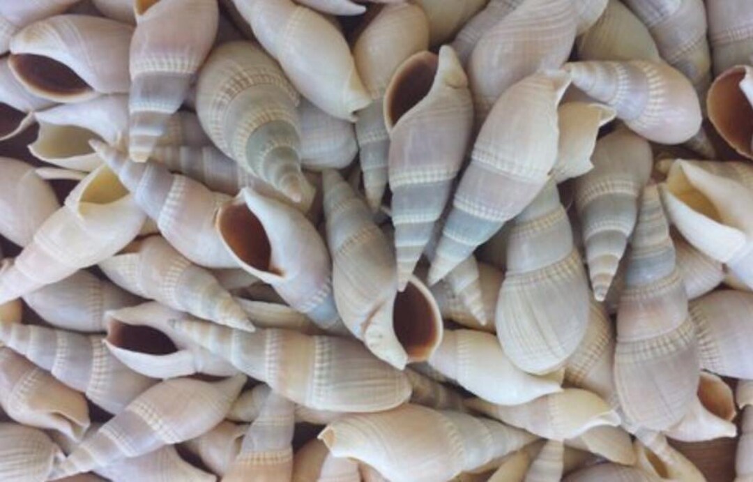 Bullia Shells, 1-1 1/2 Inch, 3/4 Cup! for Weddings, Home Decor, Gift ...