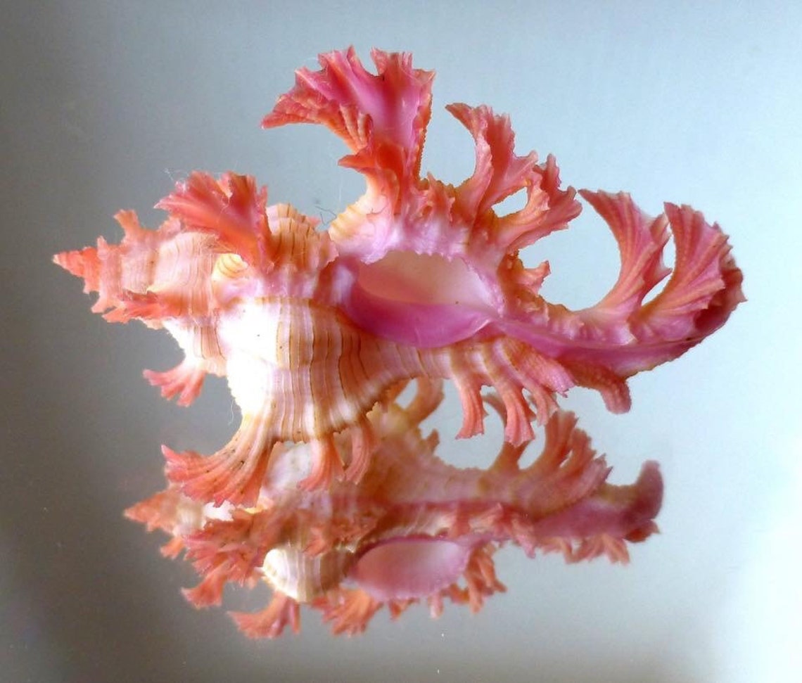 Specimen Pink Pendant Murex Seashell for Seashell Collectors - Etsy