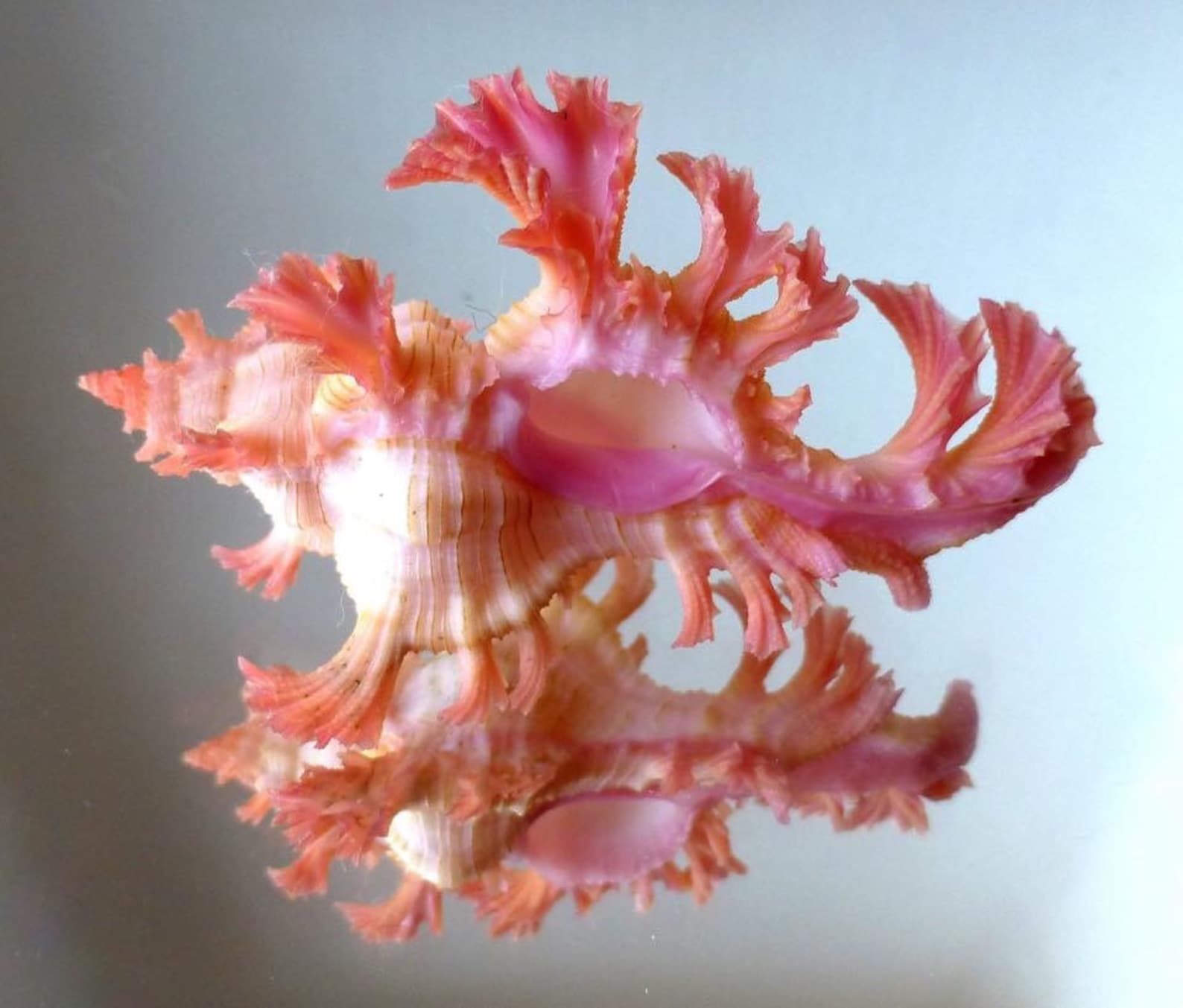 Specimen Pink Pendant Murex Seashell for Seashell Collectors ...