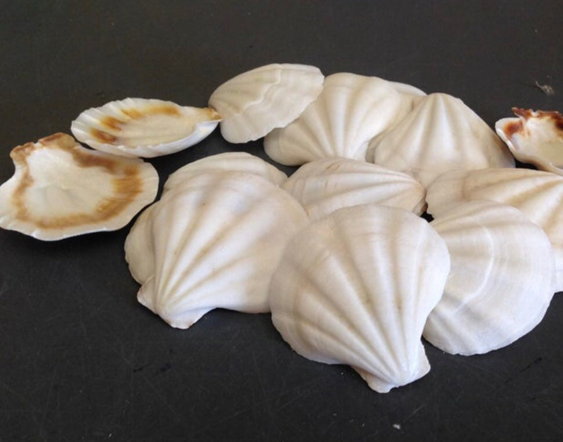 White Plicate Scallop shells for crafts weddings gift | Etsy