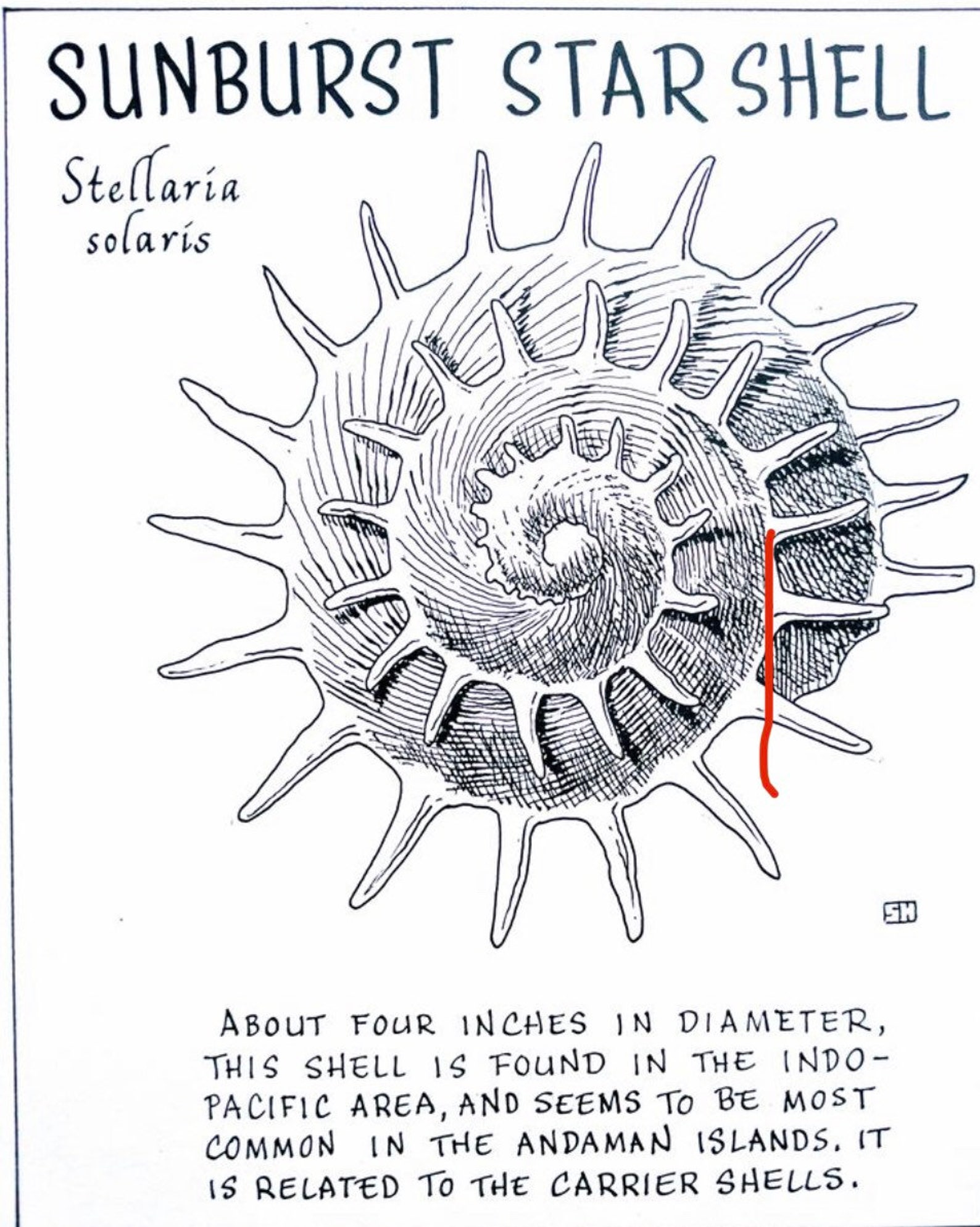 Starburst Carrier Shell (stellaria Solaris) for Coastal Home Decor ...