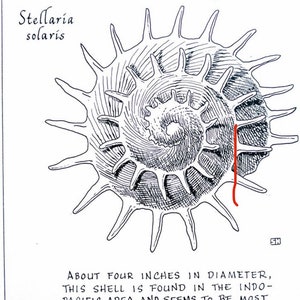 Starburst Carrier Shell (stellaria Solaris) for Coastal Home Decor ...