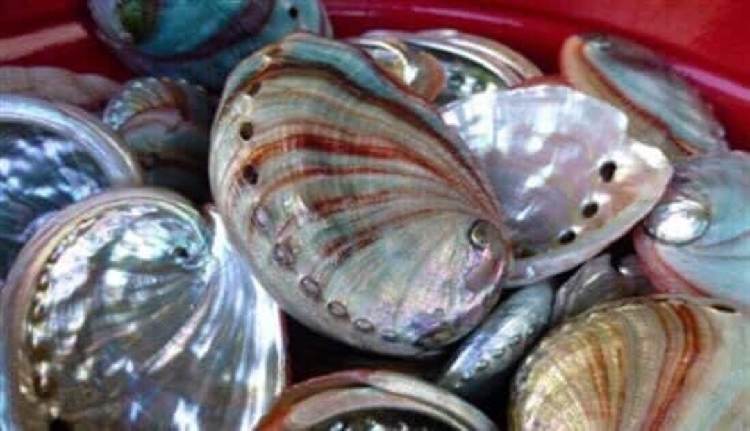 FREE SHIPPING, Red Abalone Seashells for Home Decor, Crafts, Weddings ...