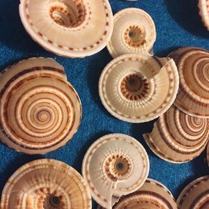 FREE SHIPPING, Sundial Seashells for Shell Art, Sailor's Valentines ...