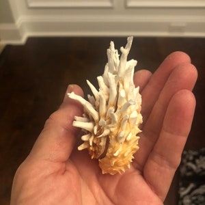 Chama Lazarus Jewel Box Pair for Shell Art, Artists, Crafts, Sailors ...