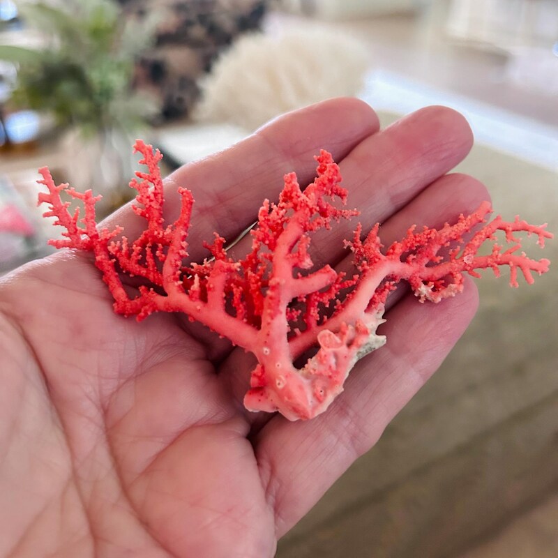 ShellandSeaCreations - Etsy