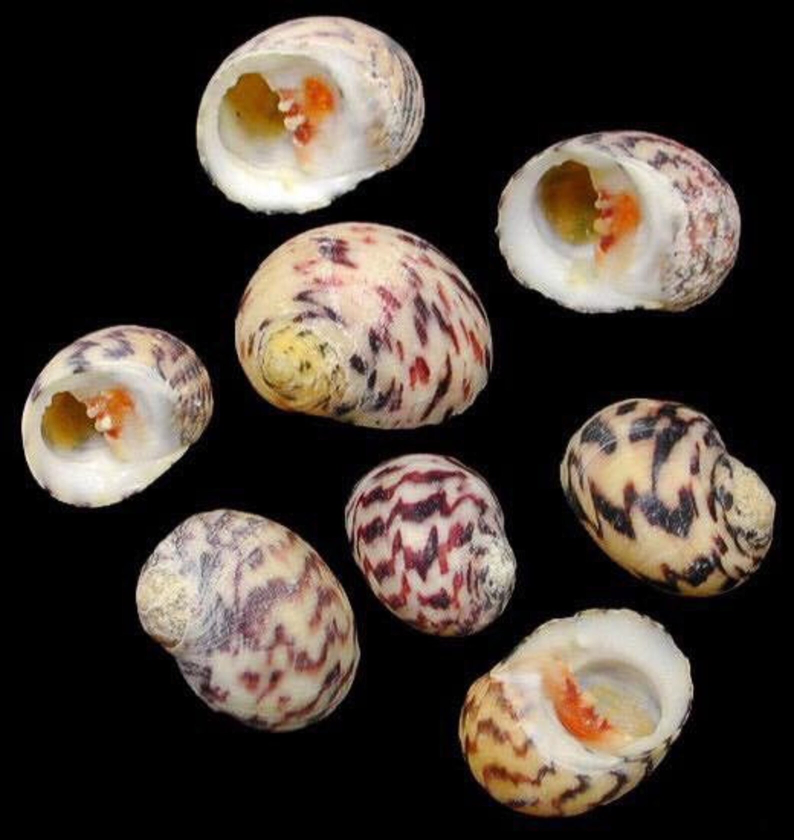 Bleeding Teeth Nerite Seashells for Crafts, Weddings, Favors, Gift ...