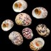 Bleeding Teeth Nerite Seashells for Crafts, Weddings, Favors, Gift ...
