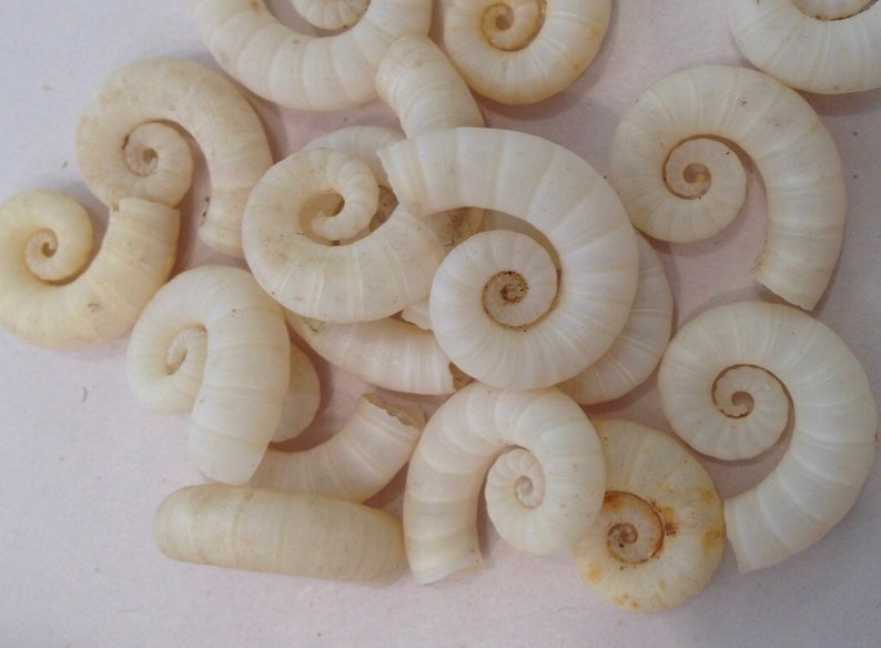 Spirula Spirula Shells for Sailors Valentines Shell Art - Etsy