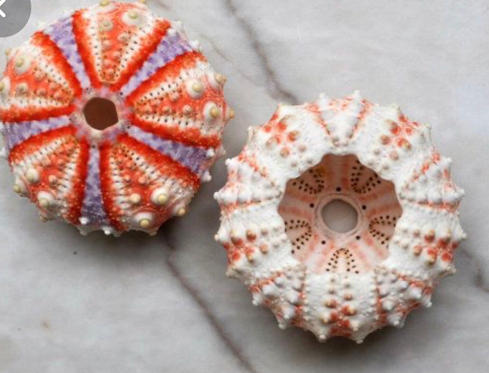 Deep Sea Urchin Coelopleurus Mailardi for Shell Artists - Etsy