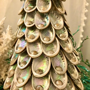 Oval Abalone Sea Shells for Crafts, Beach Decor, Gift, Collection ...