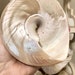 Pearled Trochus Niloticus Top Shell. for Collectors, Gift, Wedding ...