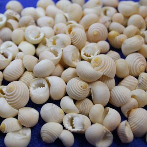 Pleated Nerite (plicata Nerite) Seashells for Crafts, Weddings, Shell ...