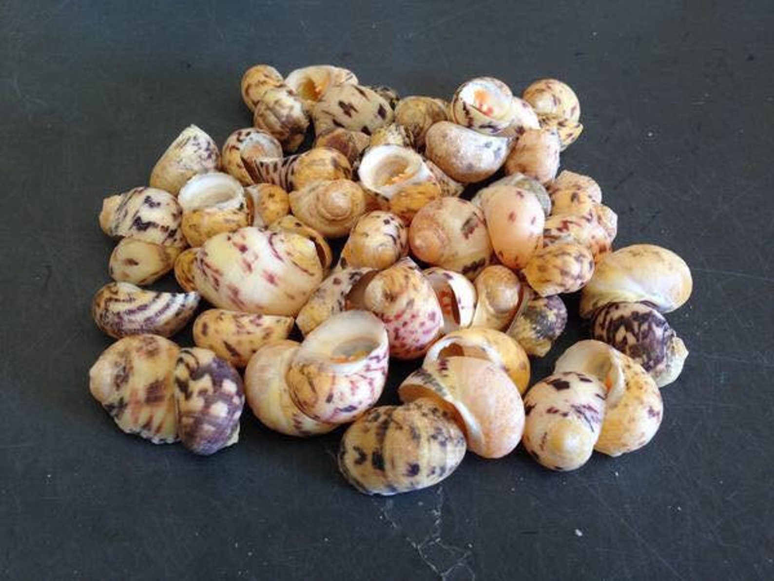 Bleeding Teeth Nerite Seashells for Crafts, Weddings, Favors, Gift ...