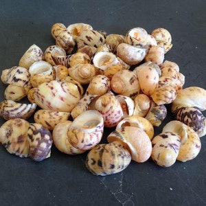 Bleeding Teeth Nerite Seashells for Crafts, Weddings, Favors, Gift ...