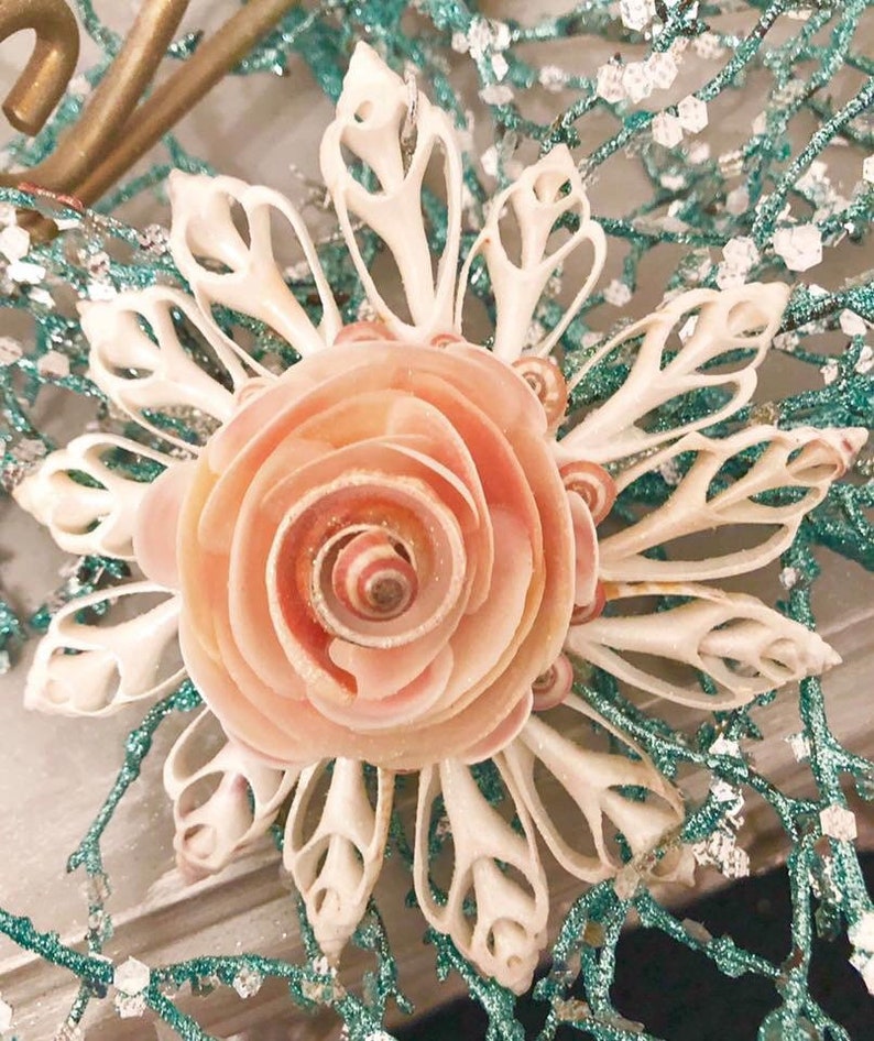 FREE SHIPPING Rose Tellin Sea Shells for Crafts Beach Decor - Etsy