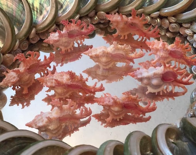 2 Pink Pendant Murex With FREE SHIPPING for Seashell Collectors ...