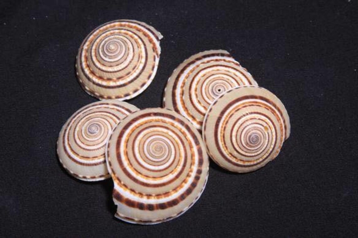 FREE SHIPPING Sundial Seashells for Shell Art Sailor's - Etsy