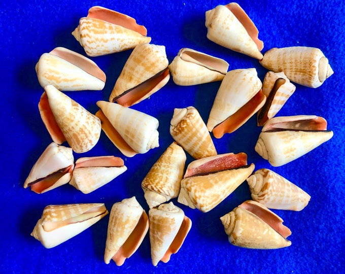 Spirula Spirula Shells for Sailors Valentines, Shell Art, Collections ...