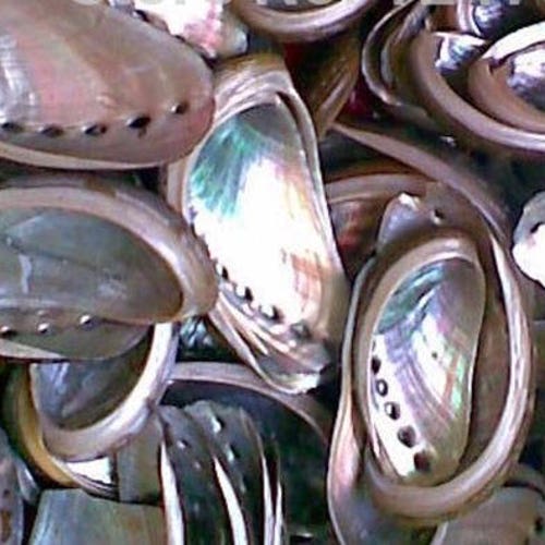 FREE SHIPPING Sundial Seashells for Shell Art Sailor's - Etsy