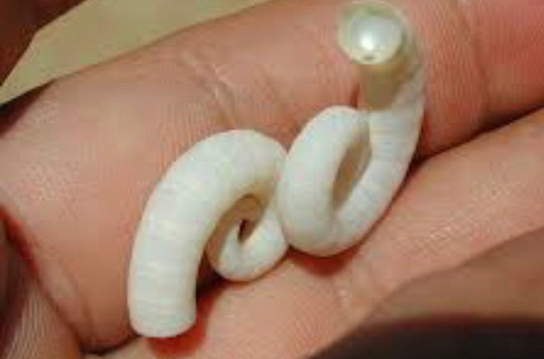 Spirula Spirula Shells for Sailors Valentines Shell Art - Etsy