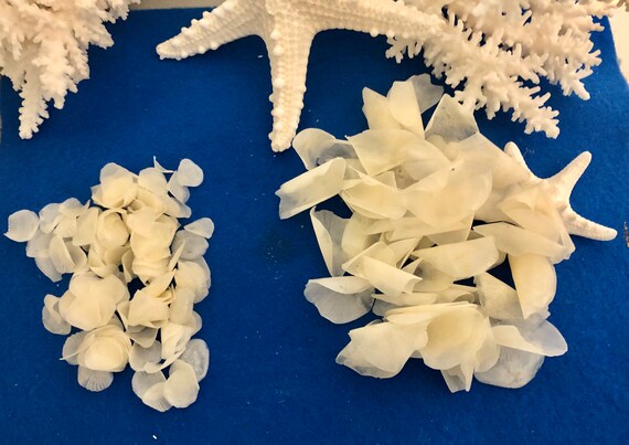 Fish Scales for Flower Making Seashell Artists Sailors | Etsy
