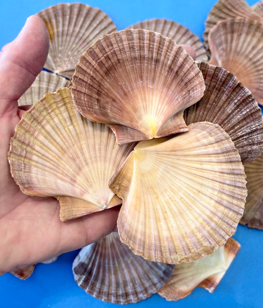 Mexican Flat Scallops for Shell Art, Sailors Valentines, Crafts, Gifts ...
