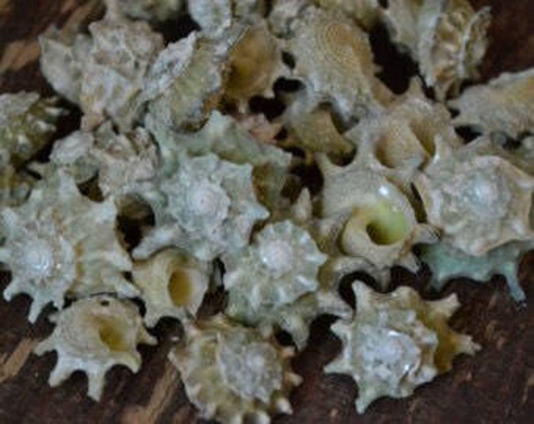 FREE SHIPPING, Grade A Select, Spurred Turbin Star Shells for Shell Art ...