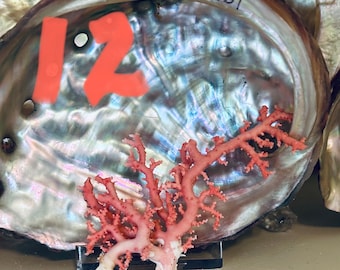 Rare Pink Stylaster Coral #6, Stylaster Roseus, Rose Lace Coral. for ...