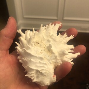 Chama Lazarus Jewel Box Pair for Shell Art, Artists, Crafts, Sailors ...