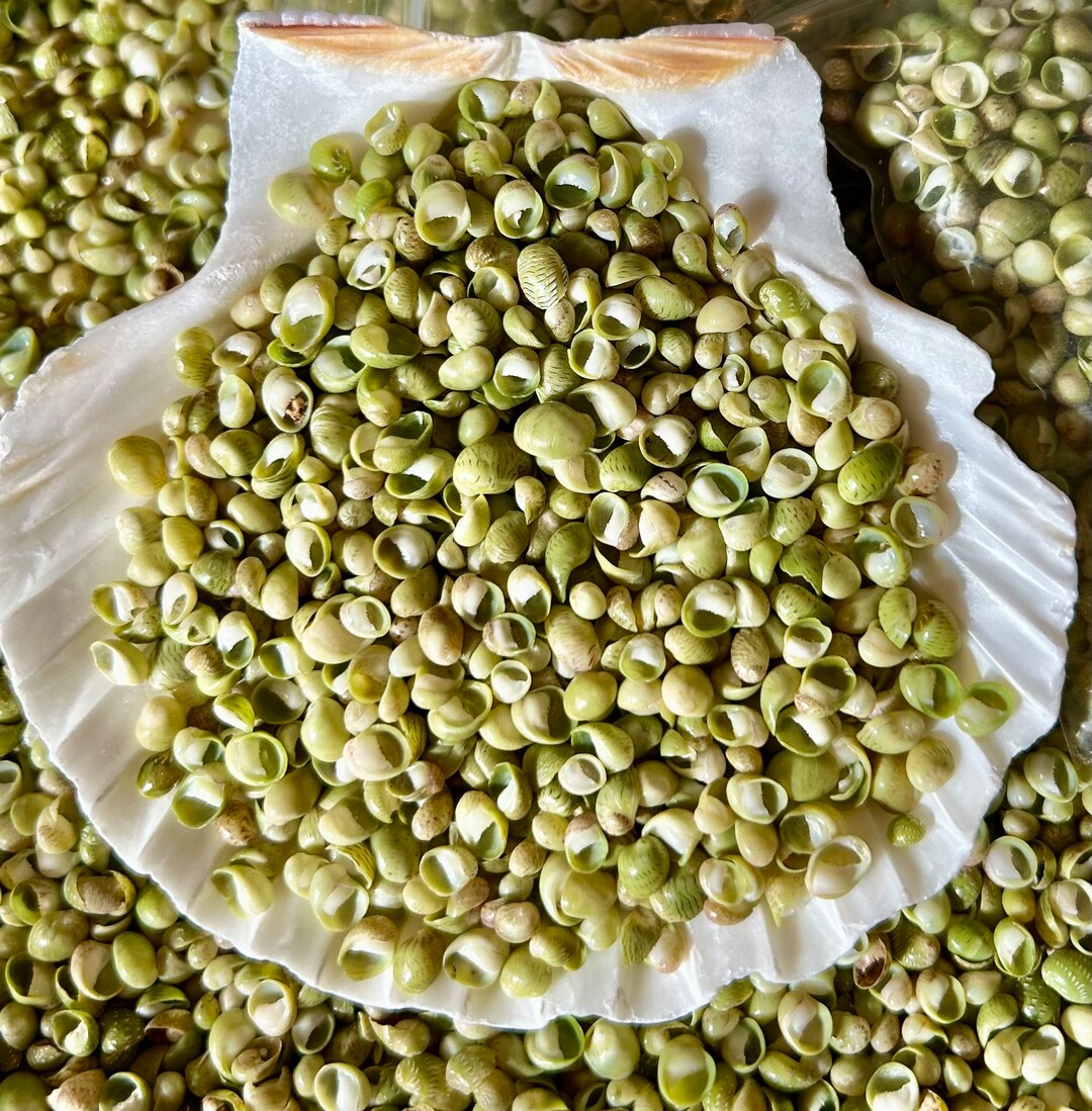 Emerald Green Nerite Seashells for Crafts, Shell Flowers, Weddings ...