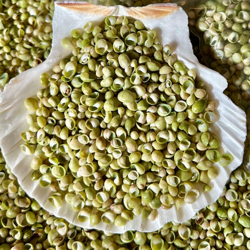 Green Seashells - Etsy