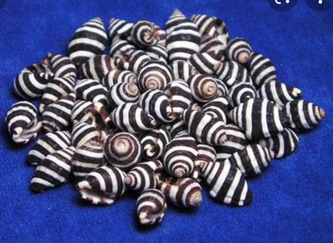 Bumble Bee Shells, Engina Mendicaria, for Crafts, Sailors Valentine’s ...