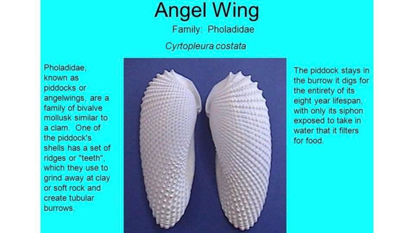 White Angel Wing Seashells for Crafts Shell Art Sailor's - Etsy