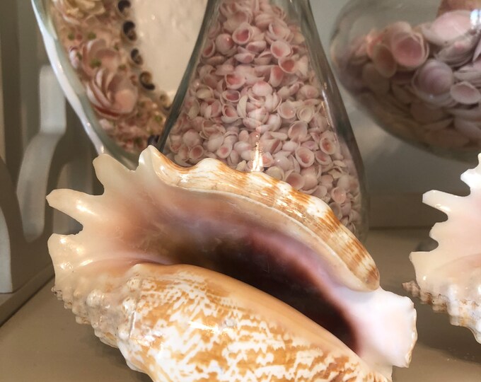 Strombus Sinuatus Shell Aka Orchid Conch for Collections, Shell Art, Home Decor, Coastal Decor ...