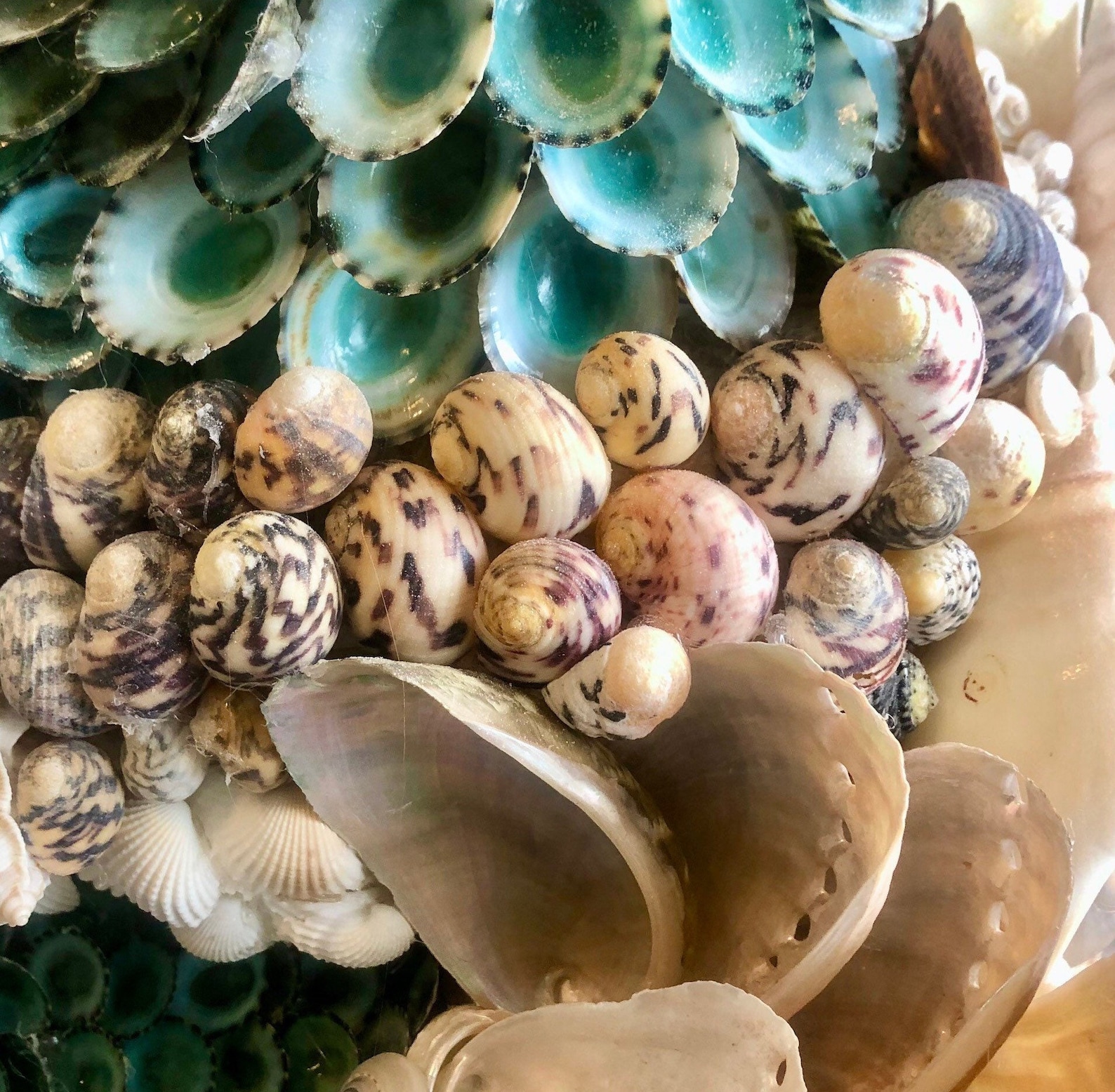 Bleeding Teeth Nerite Seashells for Crafts, Weddings, Favors, Gift ...