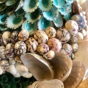 Bleeding Teeth Nerite Seashells for Crafts, Weddings, Favors, Gift ...