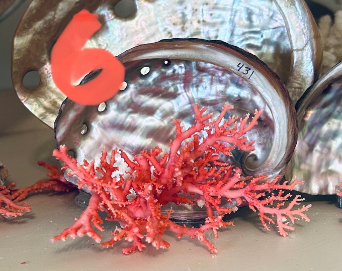 Rare Pink Stylaster Coral #6, Stylaster Roseus, Rose Lace Coral. for ...