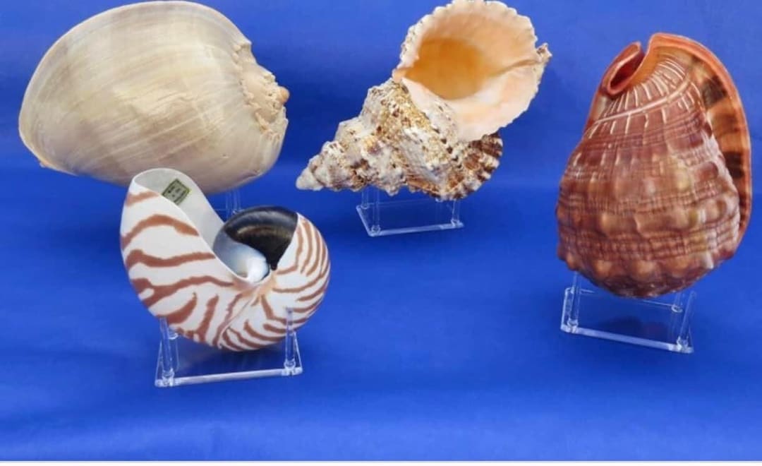 Clear Acrylic Display Stands, Multiple Types, for Collectibles ...