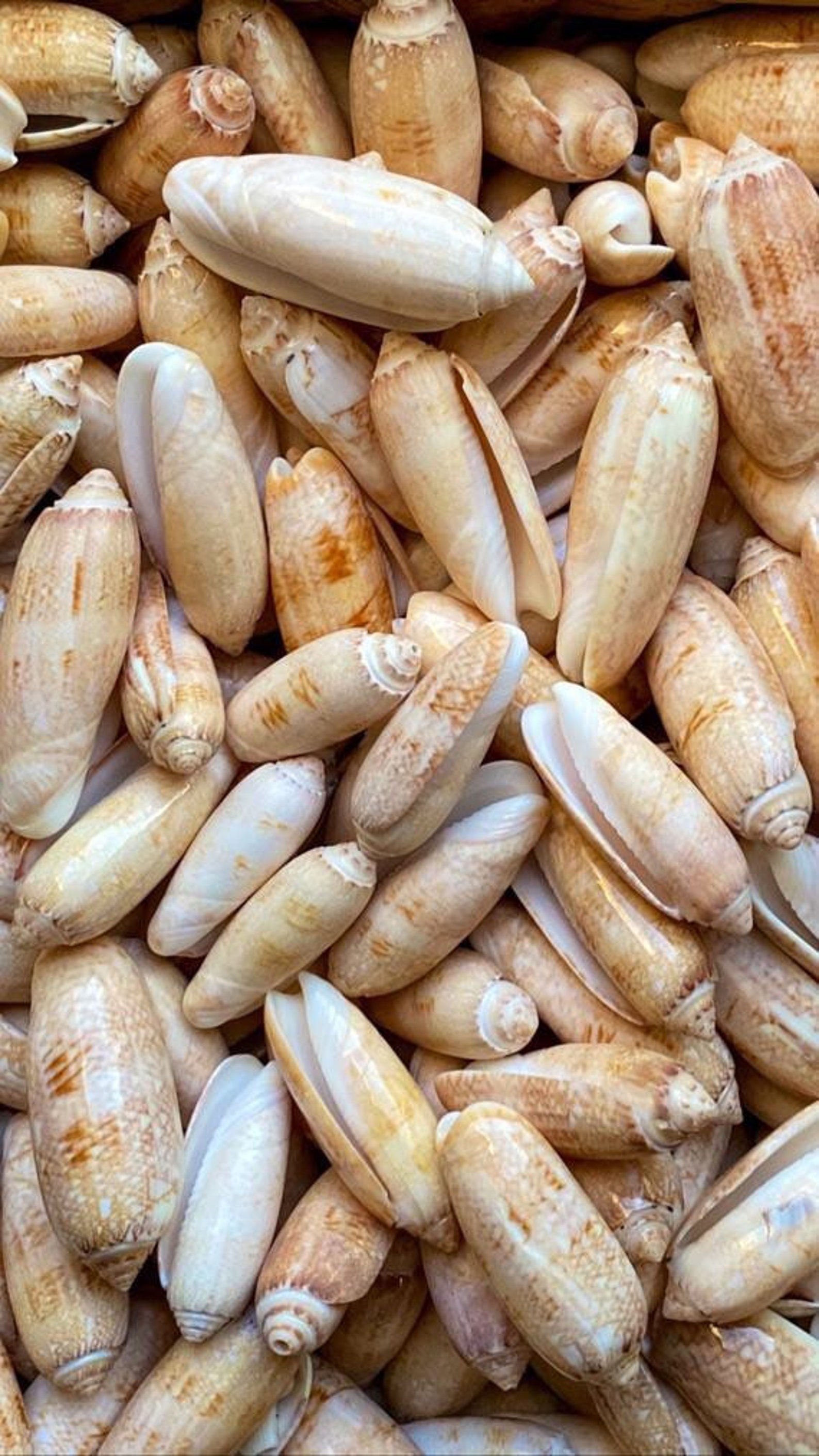 Set of 20 Lettered Olive Seashells, 1-2 1/2 Inches Each, for Crafts ...